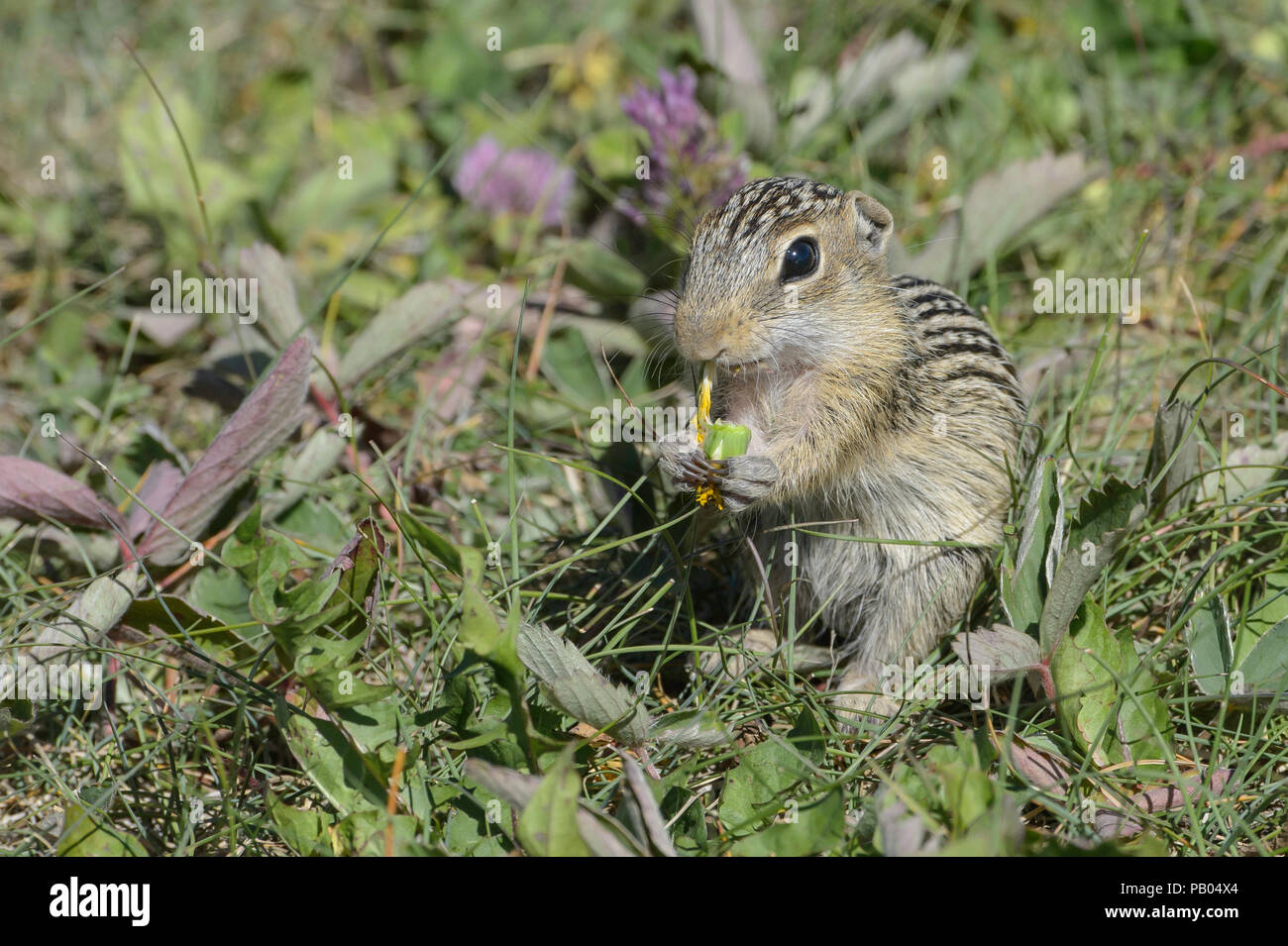 Thirteen-lined ground squirrel, Ictidomys tridecemlineatus, Alberta ...