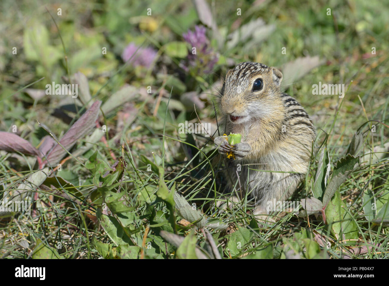 Thirteen-lined ground squirrel, Ictidomys tridecemlineatus, Alberta ...