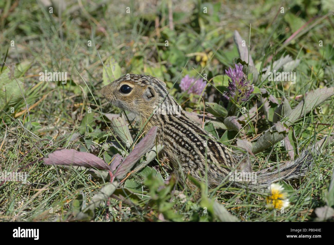Thirteen-lined ground squirrel, Ictidomys tridecemlineatus, Alberta ...