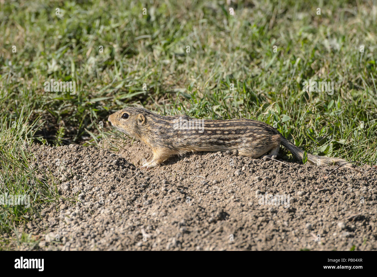 Thirteen-lined ground squirrel, Ictidomys tridecemlineatus, Minnesota ...
