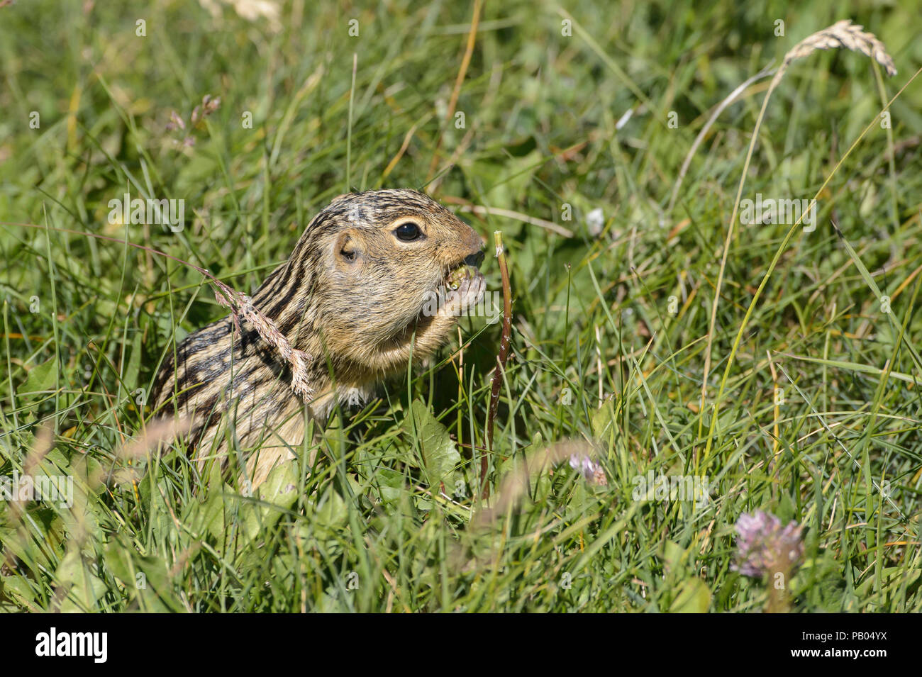 Thirteen-lined ground squirrel, Ictidomys tridecemlineatus, Alberta, Canada Stock Photo - Alamy