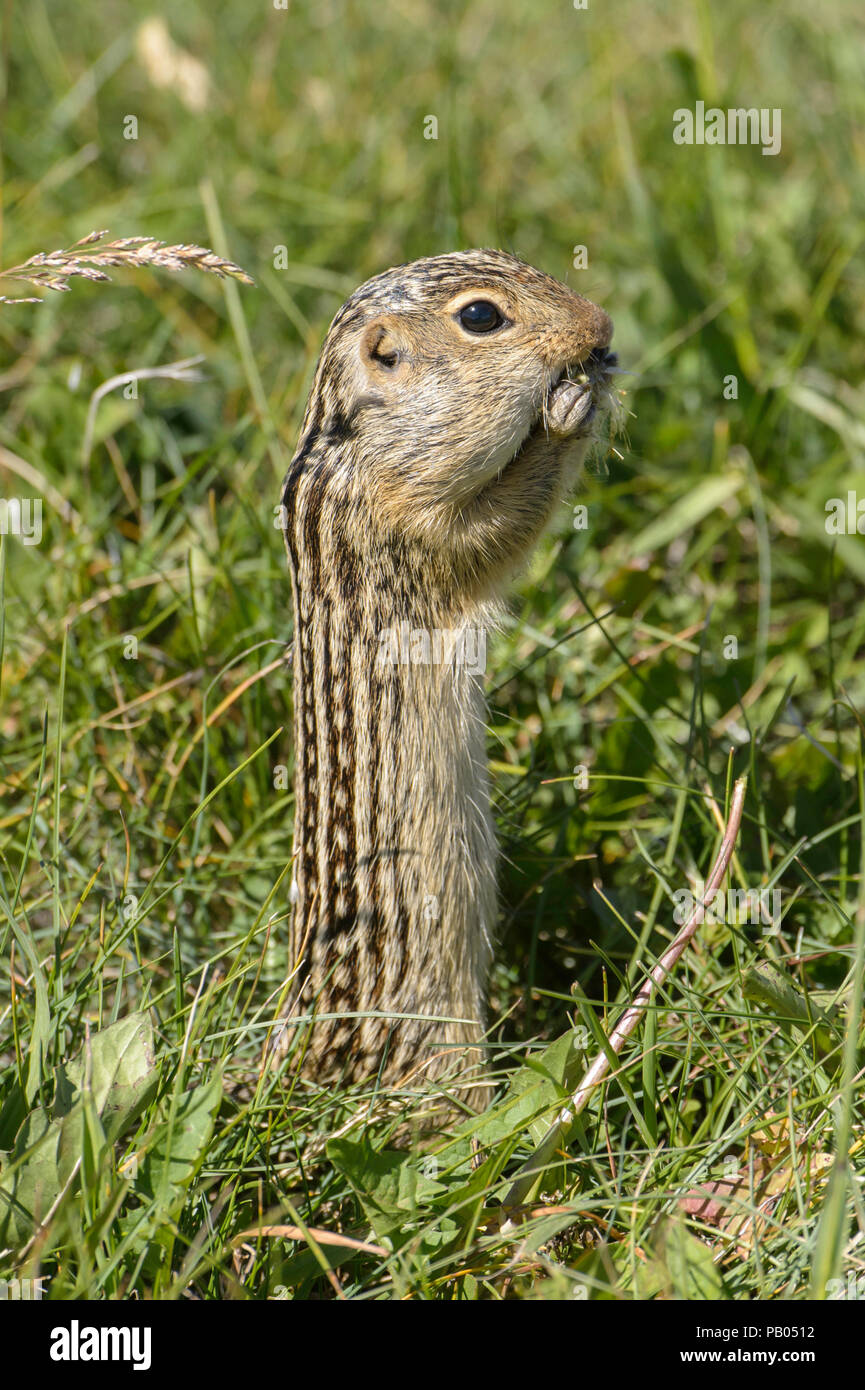 Thirteen-lined ground squirrel, Ictidomys tridecemlineatus, Alberta ...