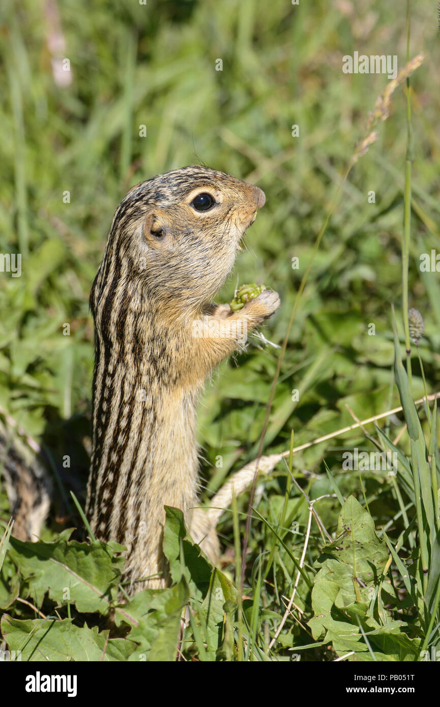 Thirteen-lined ground squirrel, Ictidomys tridecemlineatus, Alberta, Canada Stock Photo - Alamy