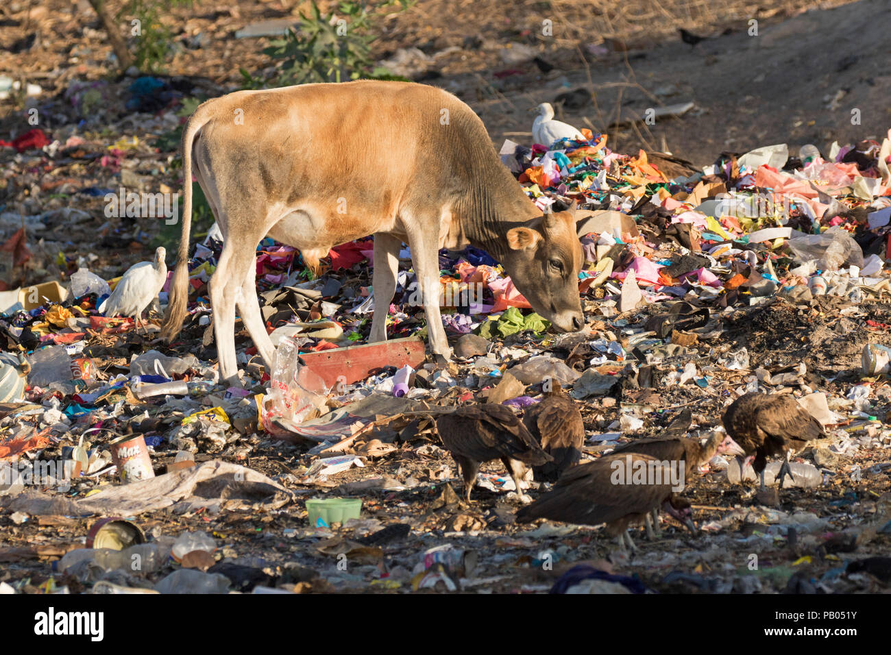 Searching for food in garbage hi-res stock photography and images - Alamy