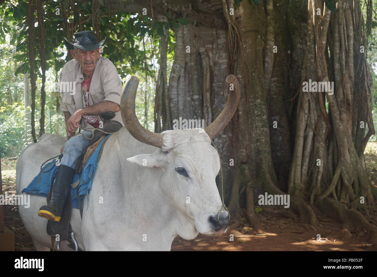 Cuban and His Bull in Vinales Stock Photo - Alamy