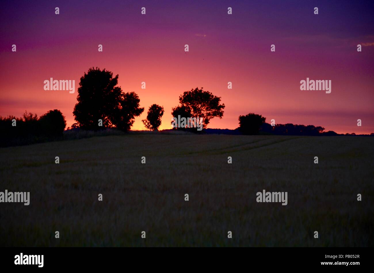 Red glow of the sunset over barley field with trees in silhouette ...