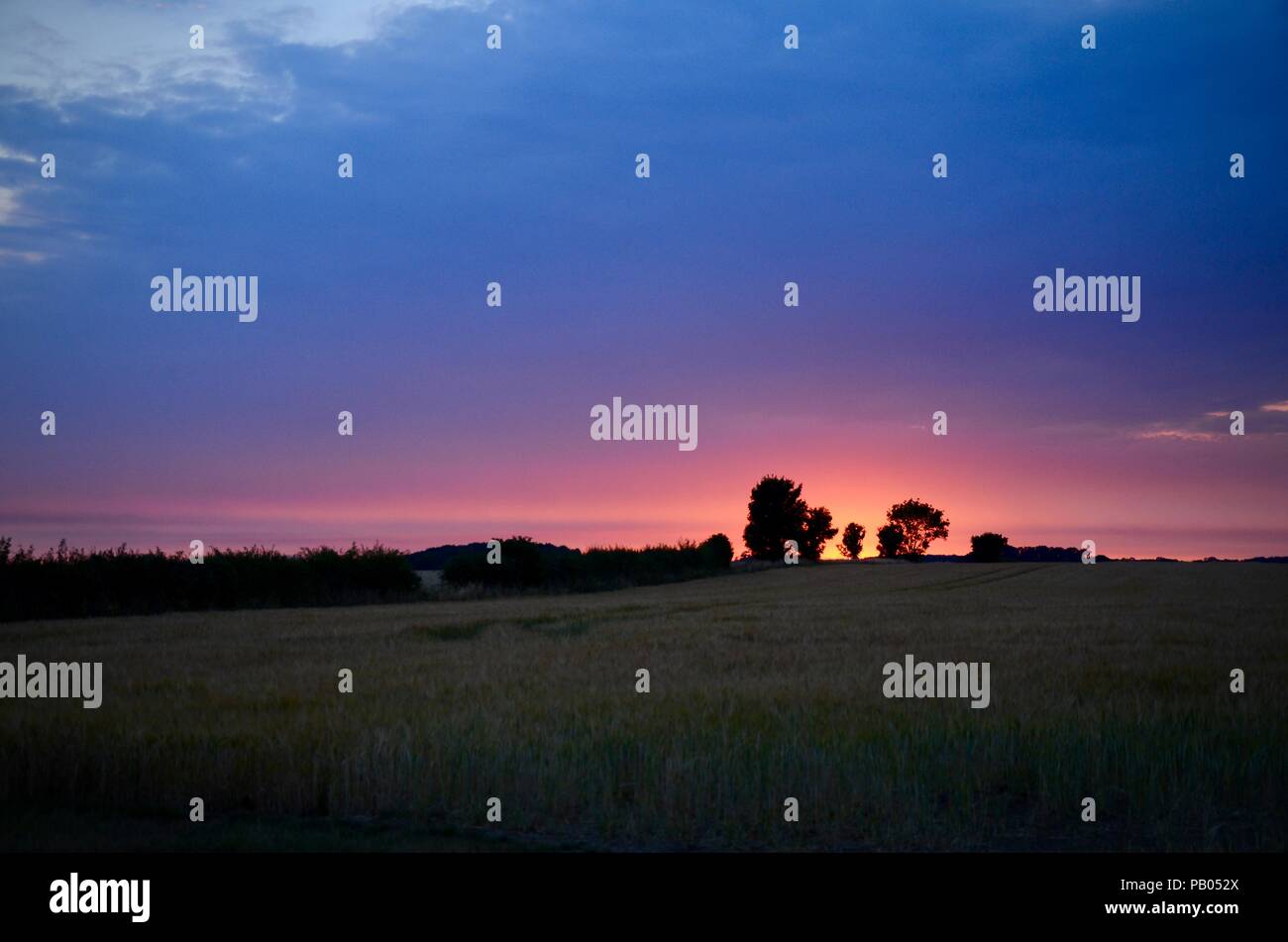Red glow of the sunset over barley field with trees in silhouette ...