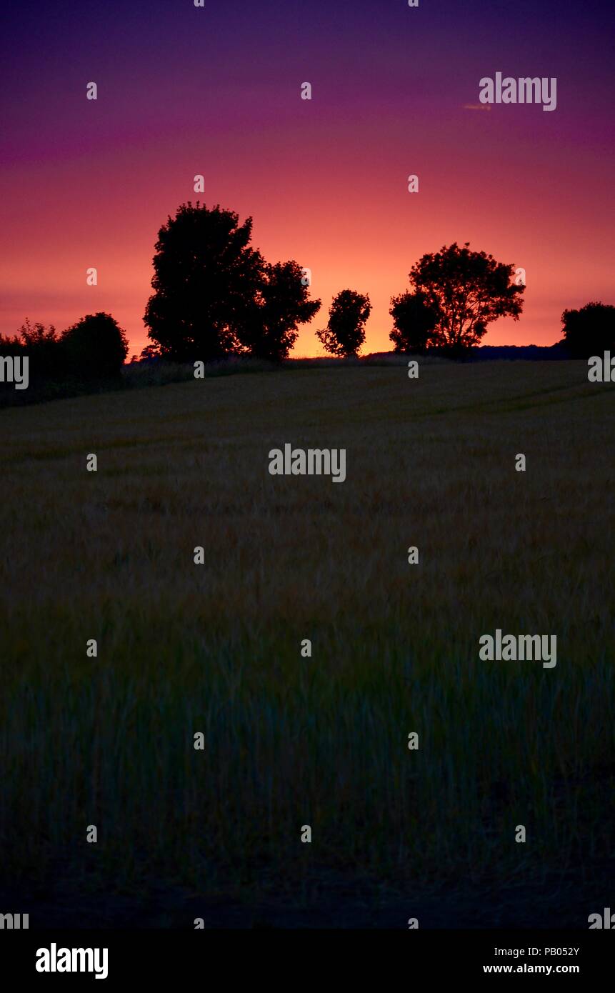 Red glow of the sunset over barley field with trees in silhouette ...