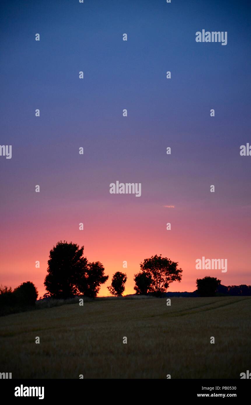 Red glow of the sunset over barley field with trees in silhouette ...