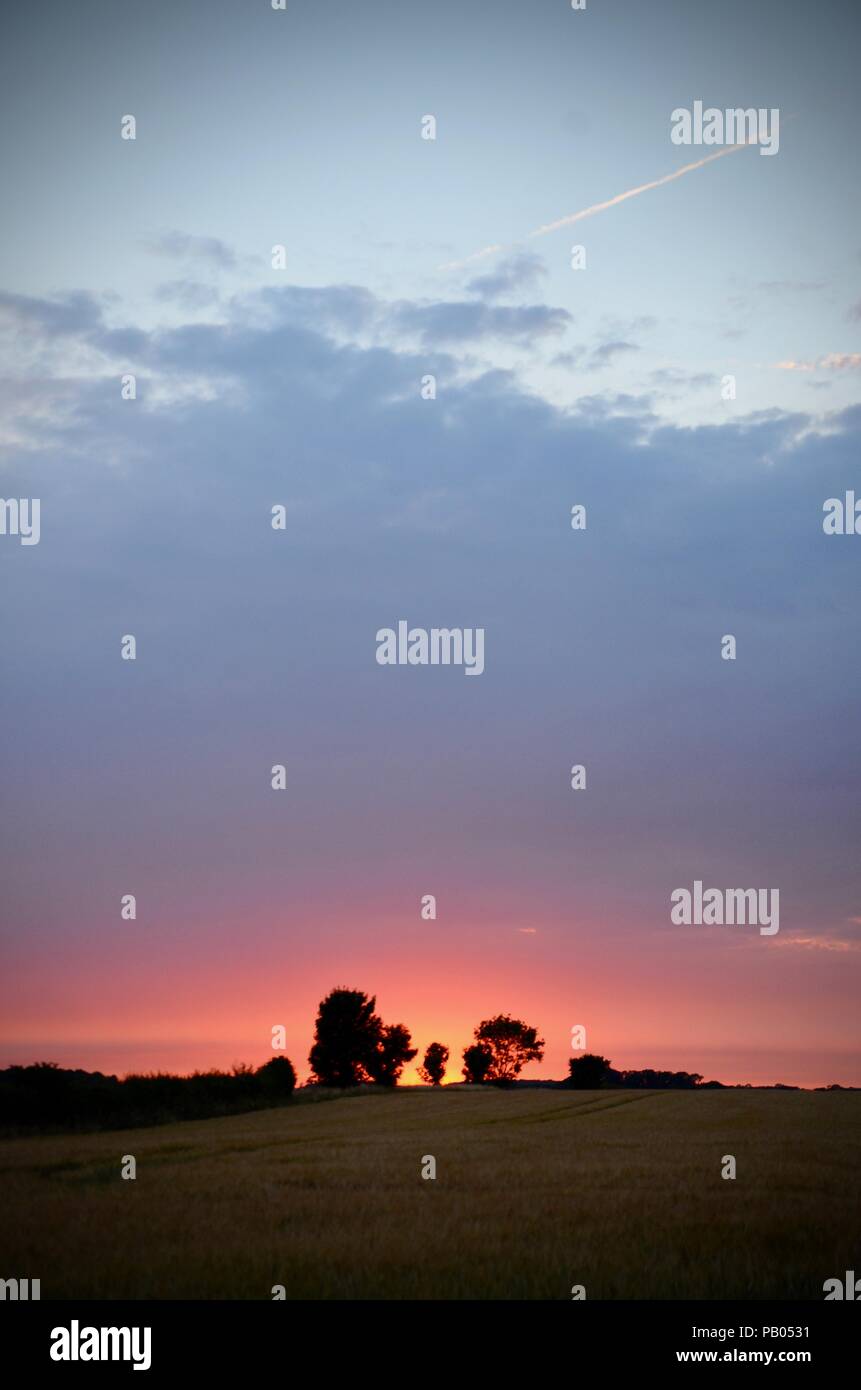 Red glow of the sunset over barley field with trees in silhouette ...