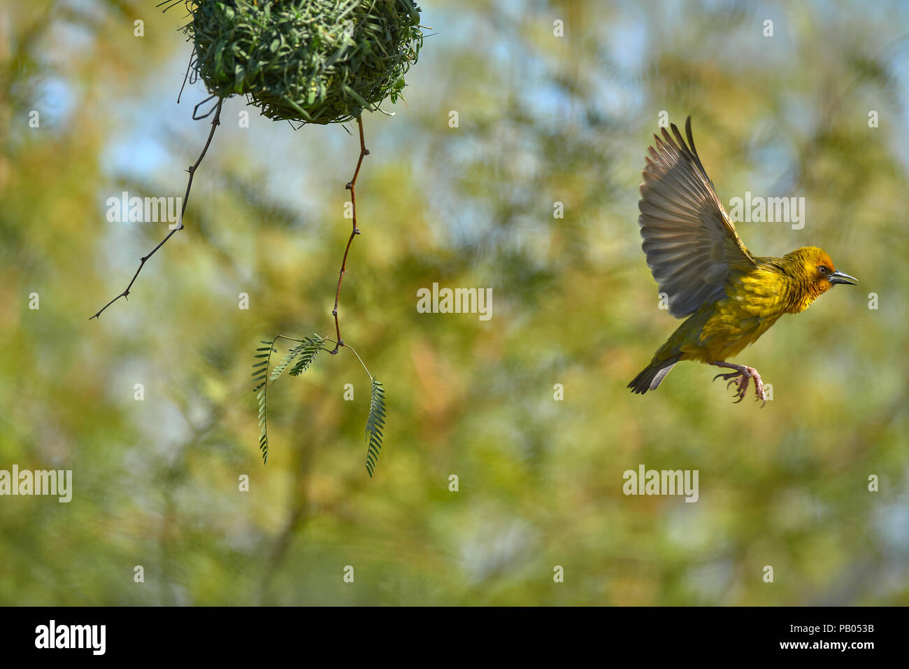 Weaver Bird Flying