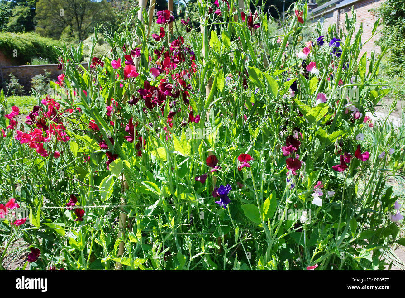 Growing peas in a garden wigwam hi-res stock photography and images - Alamy
