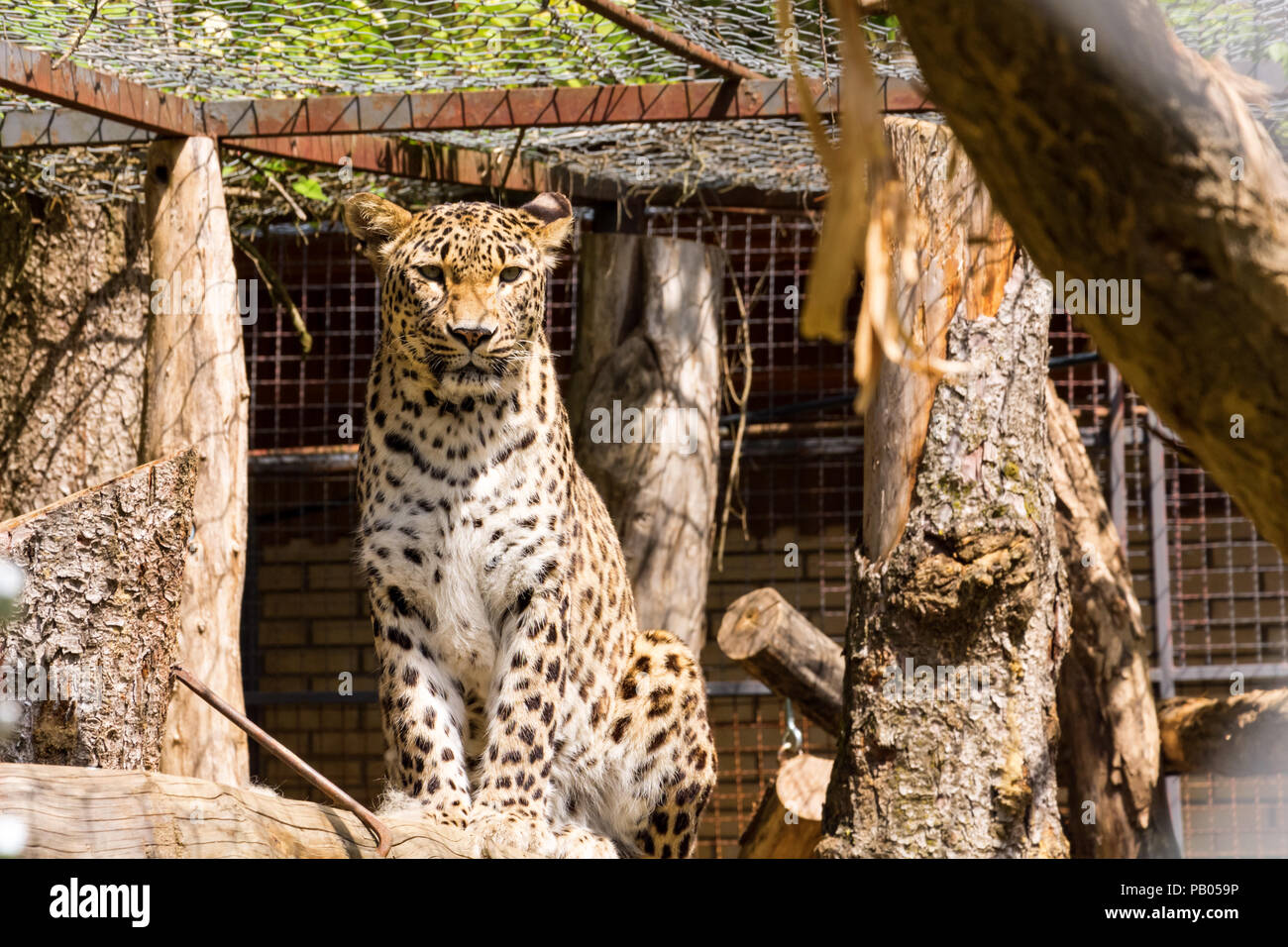 Lifeless stare hi-res stock photography and images - Alamy