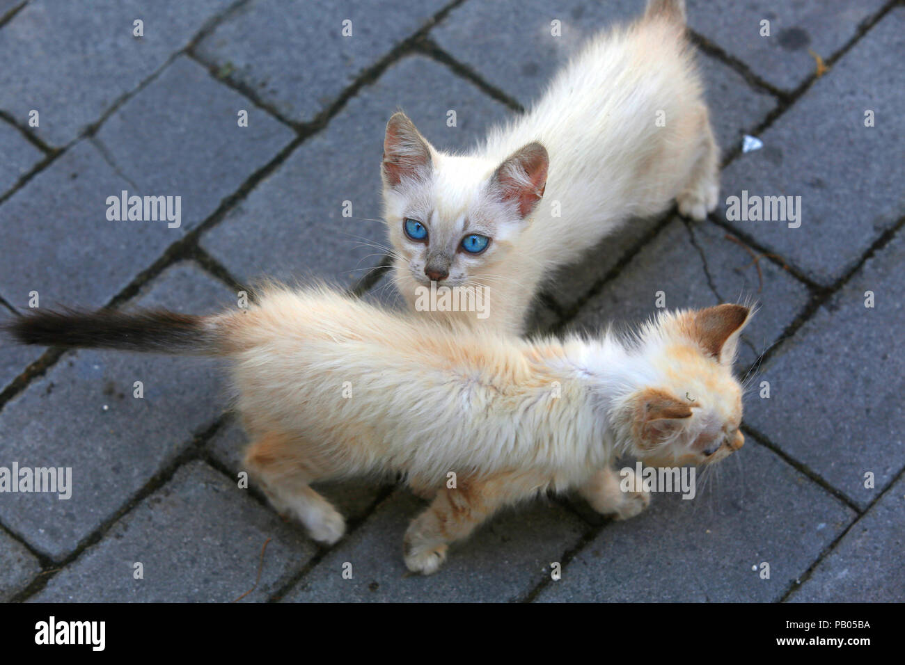 Blue eyed street kittens in Abruzzo, Italy Stock Photo - Alamy