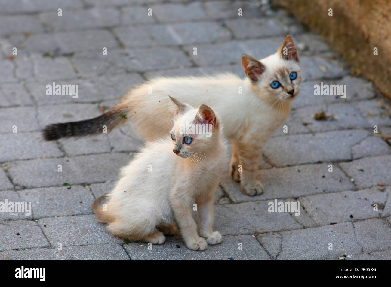 Blue eyed street kittens in Abruzzo, Italy Stock Photo - Alamy