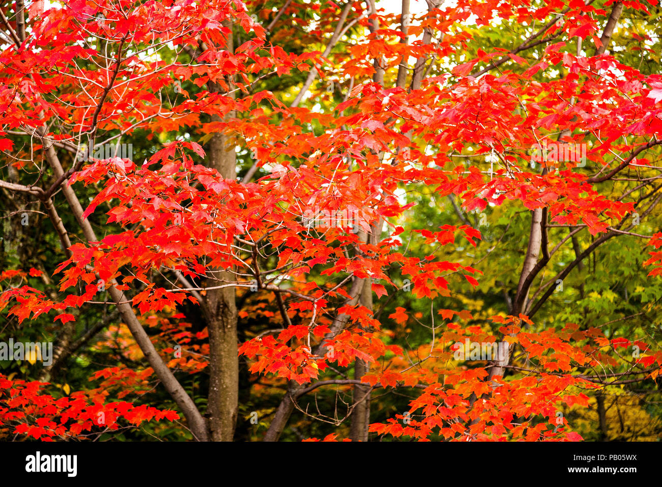 Autumn colors in Eastern Townships, Quebec, Canada Stock Photo - Alamy