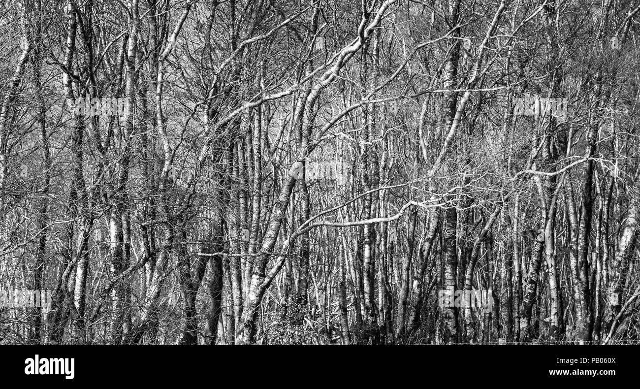 Black and White abstract image of trees Stock Photo - Alamy