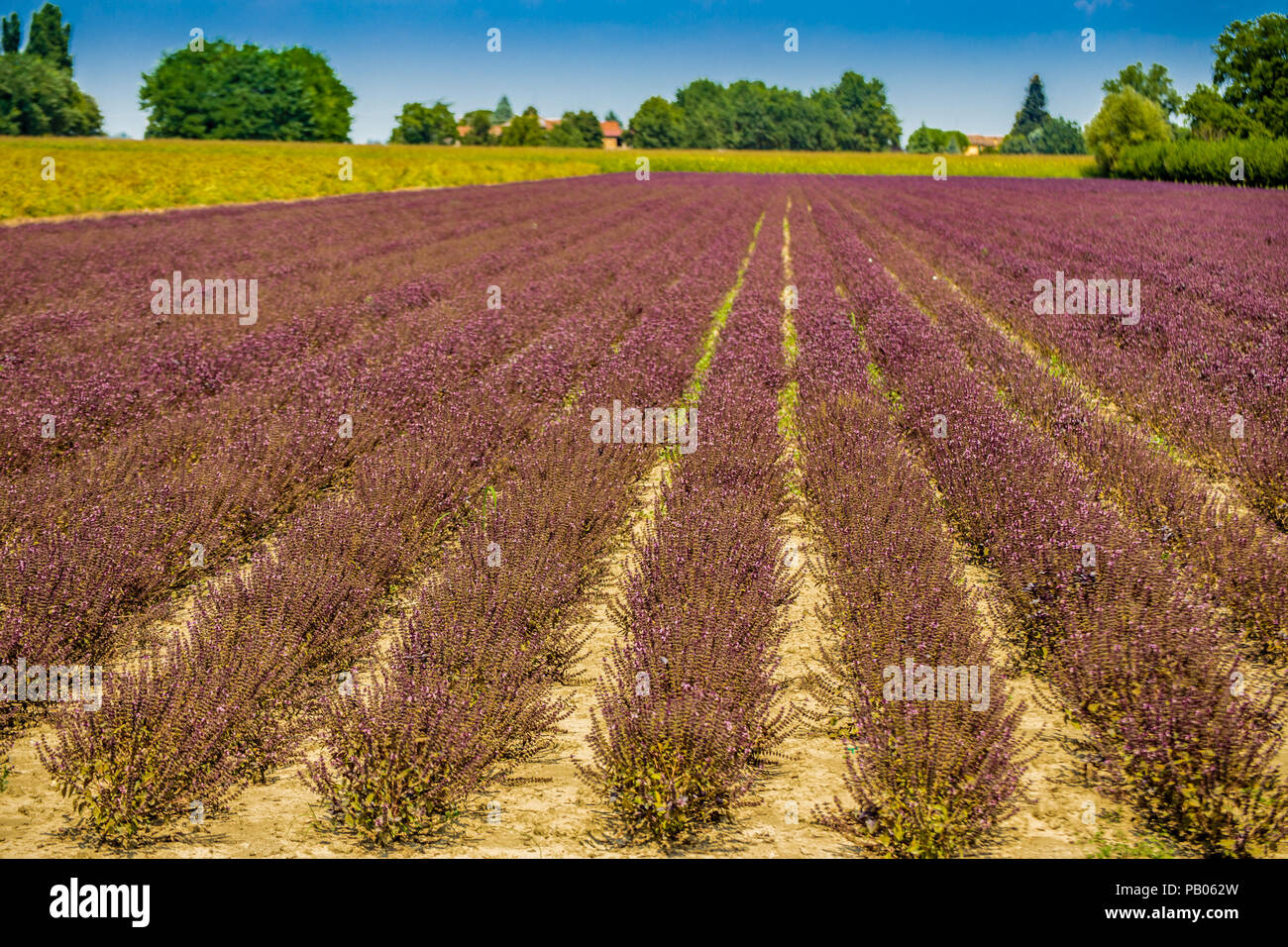 purple ericaceae cultivated fields in cultivated fields in Italy Stock ...