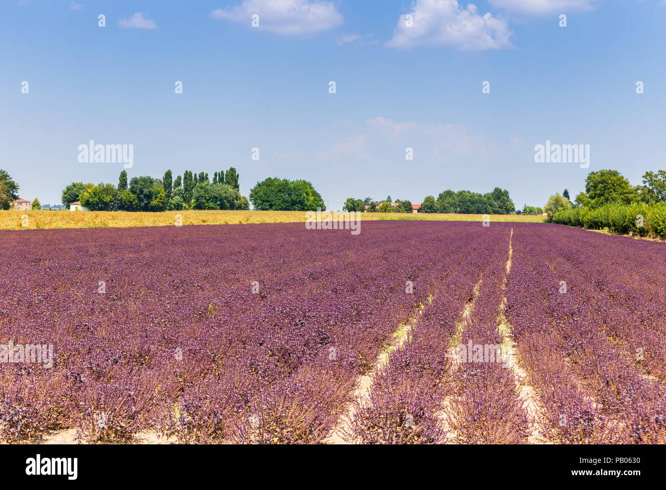 purple ericaceae cultivated fields in cultivated fields in Italy Stock ...