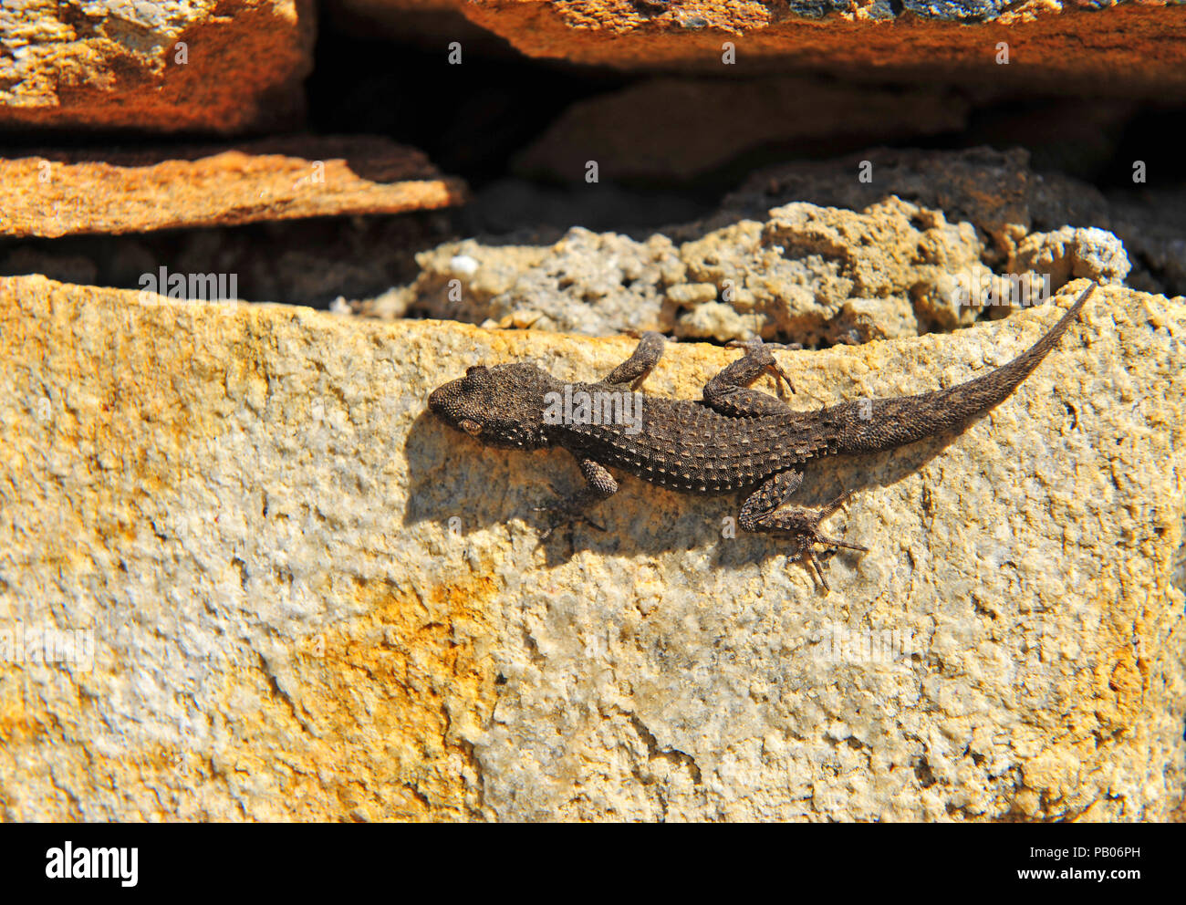 Small brown gecko lizard on stone in nature Stock Photo - Alamy