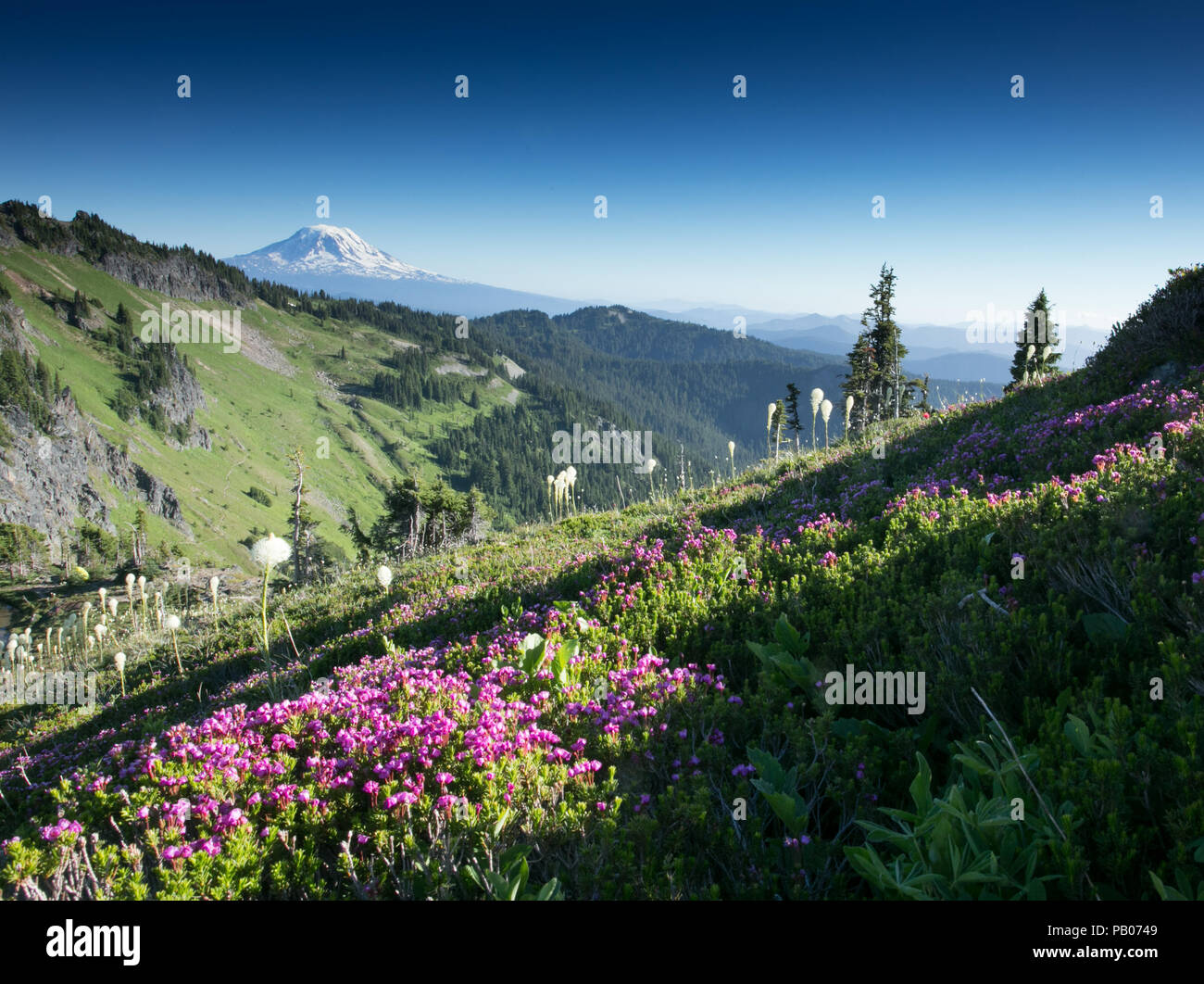 Mt. Adams seen from the Goat Rocks Wilderness, Washington Stock Photo ...