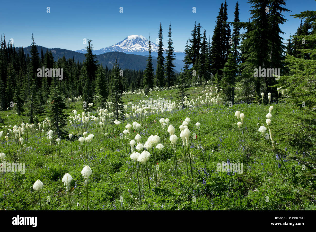 Mt. Adams seen from the Goat Rocks Wilderness, with beargrass Stock ...