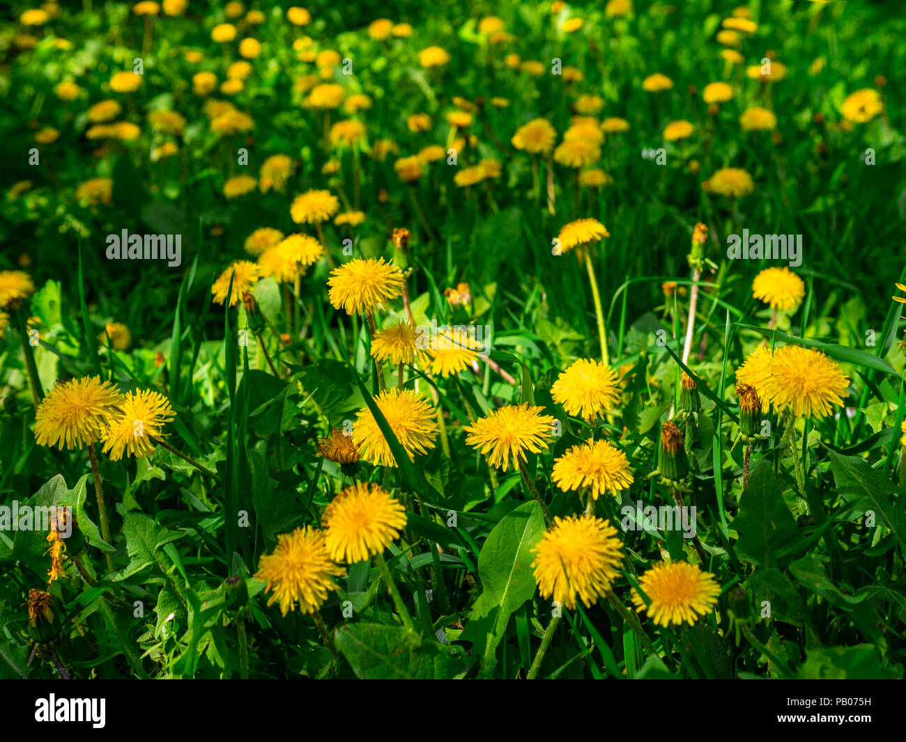 Yellow gowan hi-res stock photography and images - Alamy
