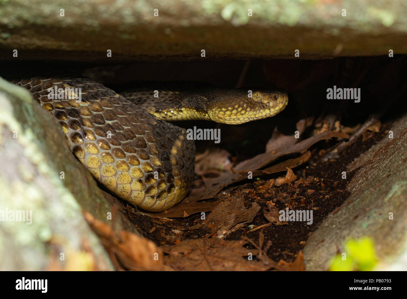 Yellow phase timber rattlesnake concealed in a rock crevice - Crotalus ...