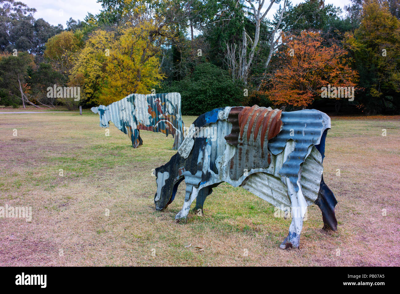 Corrugated iron cows in the sculpture park at the Heide Museum of ...