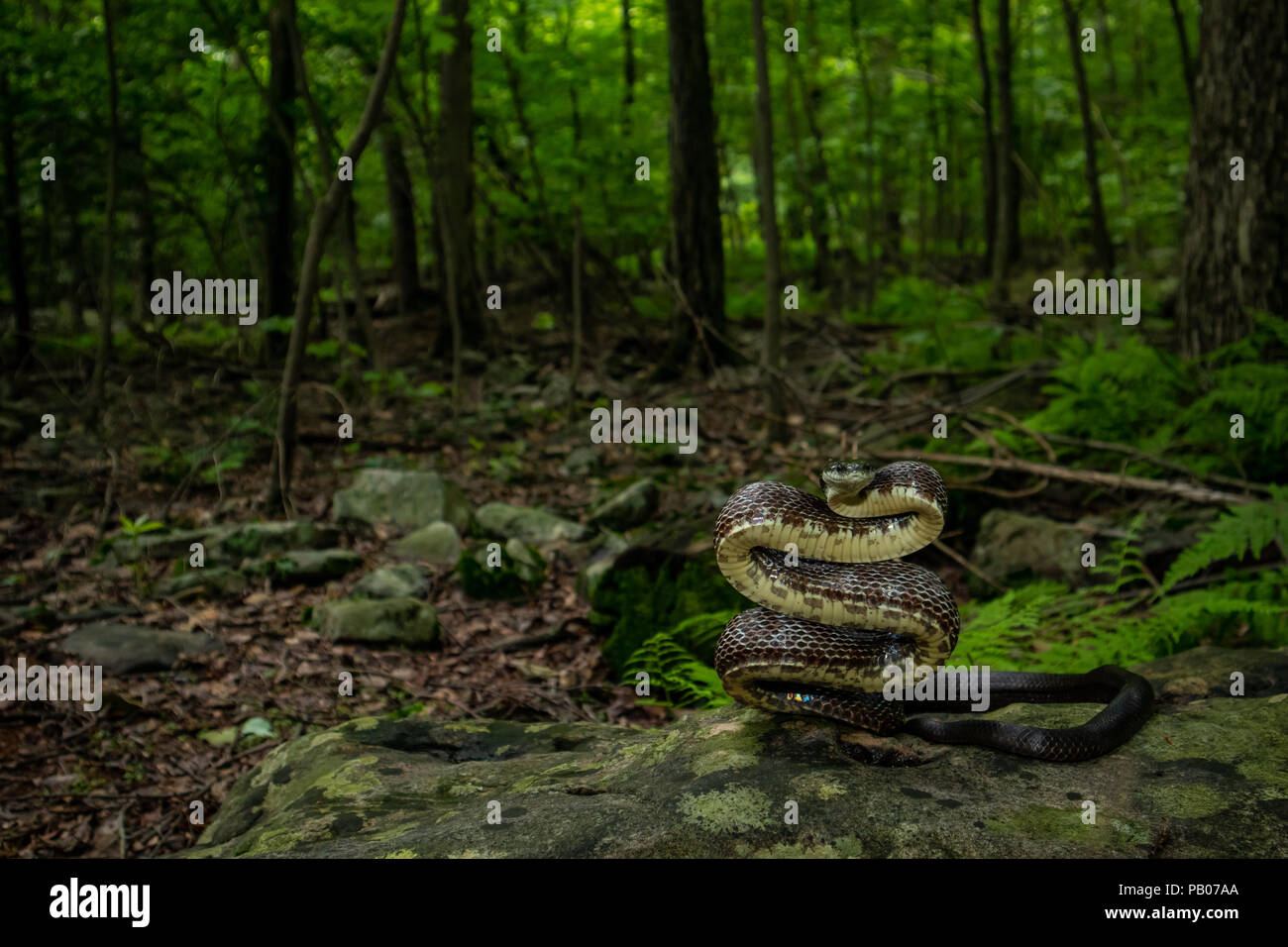 Eastern rat snake about to strike - Pantherophis allegheniensis Stock ...