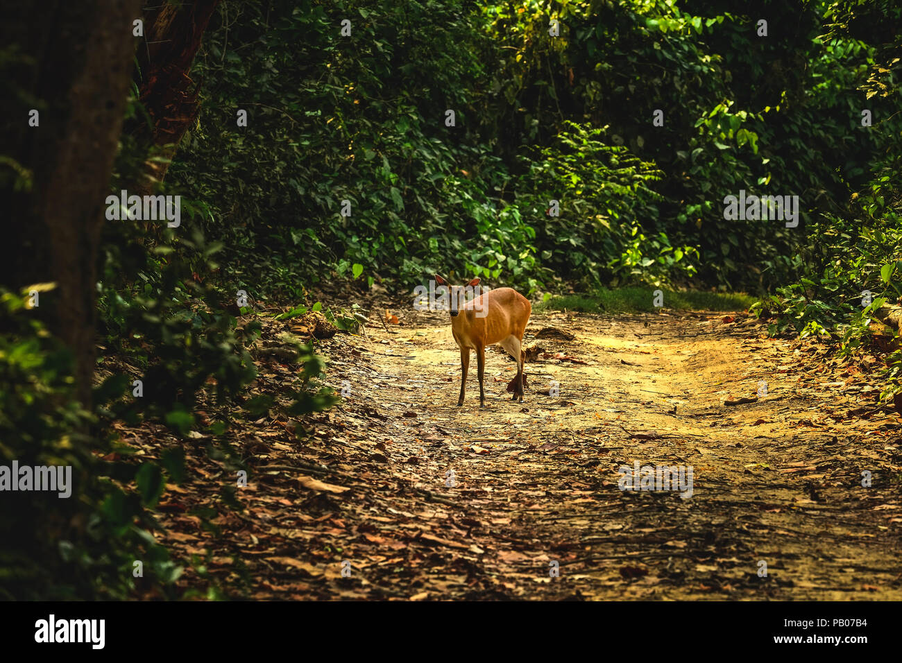 Indian muntjac barking deer kakar hi-res stock photography and images ...