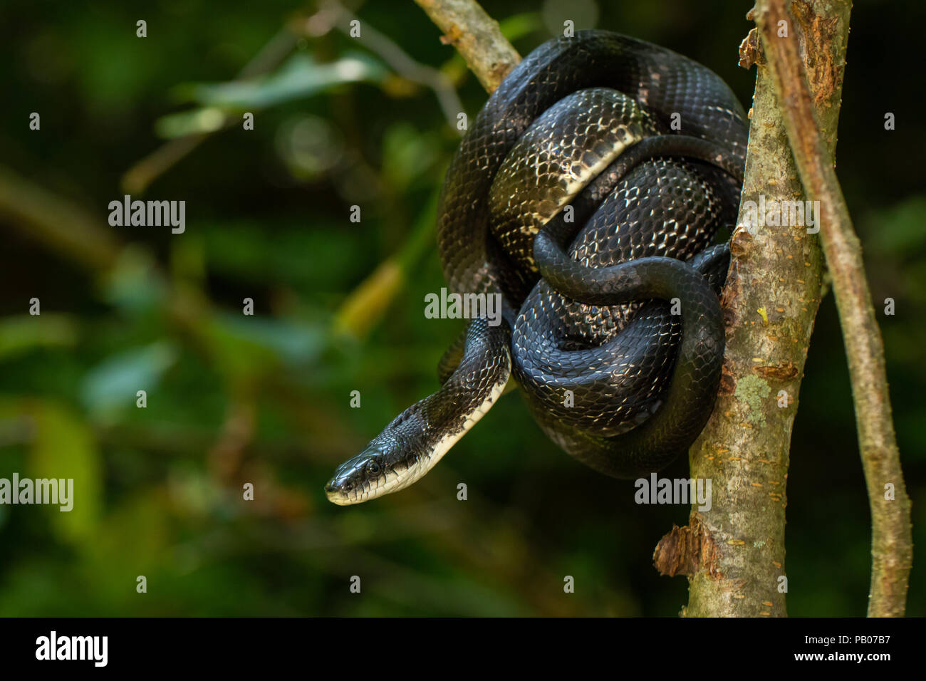 Eastern rat snake coiled in a tree - Pantherophis alleghaniensis Stock ...