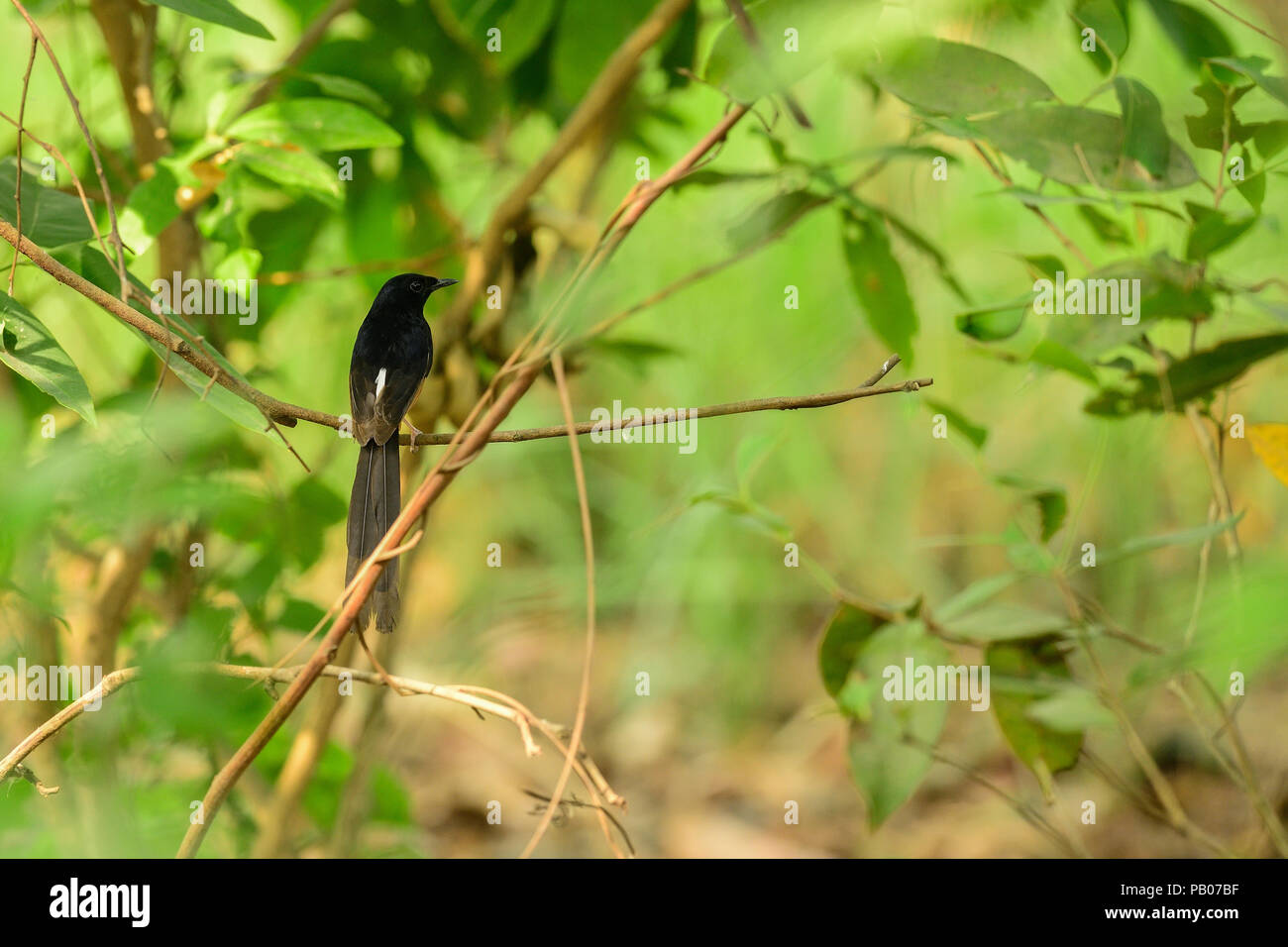 Black Drongo perched on a tree in Jim Corbett Stock Photo - Alamy