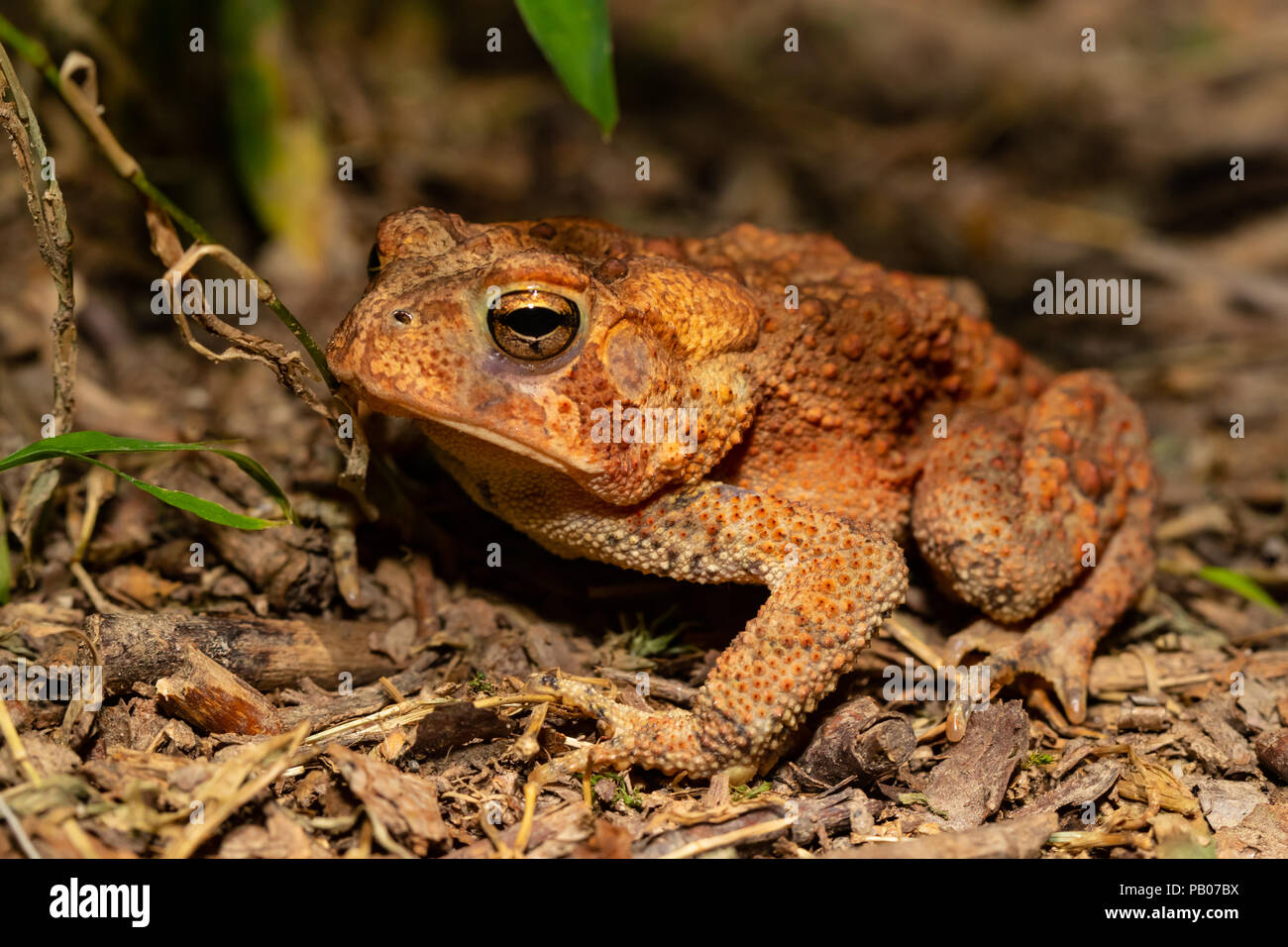Orange colored american toad - Bufo americanus Stock Photo - Alamy