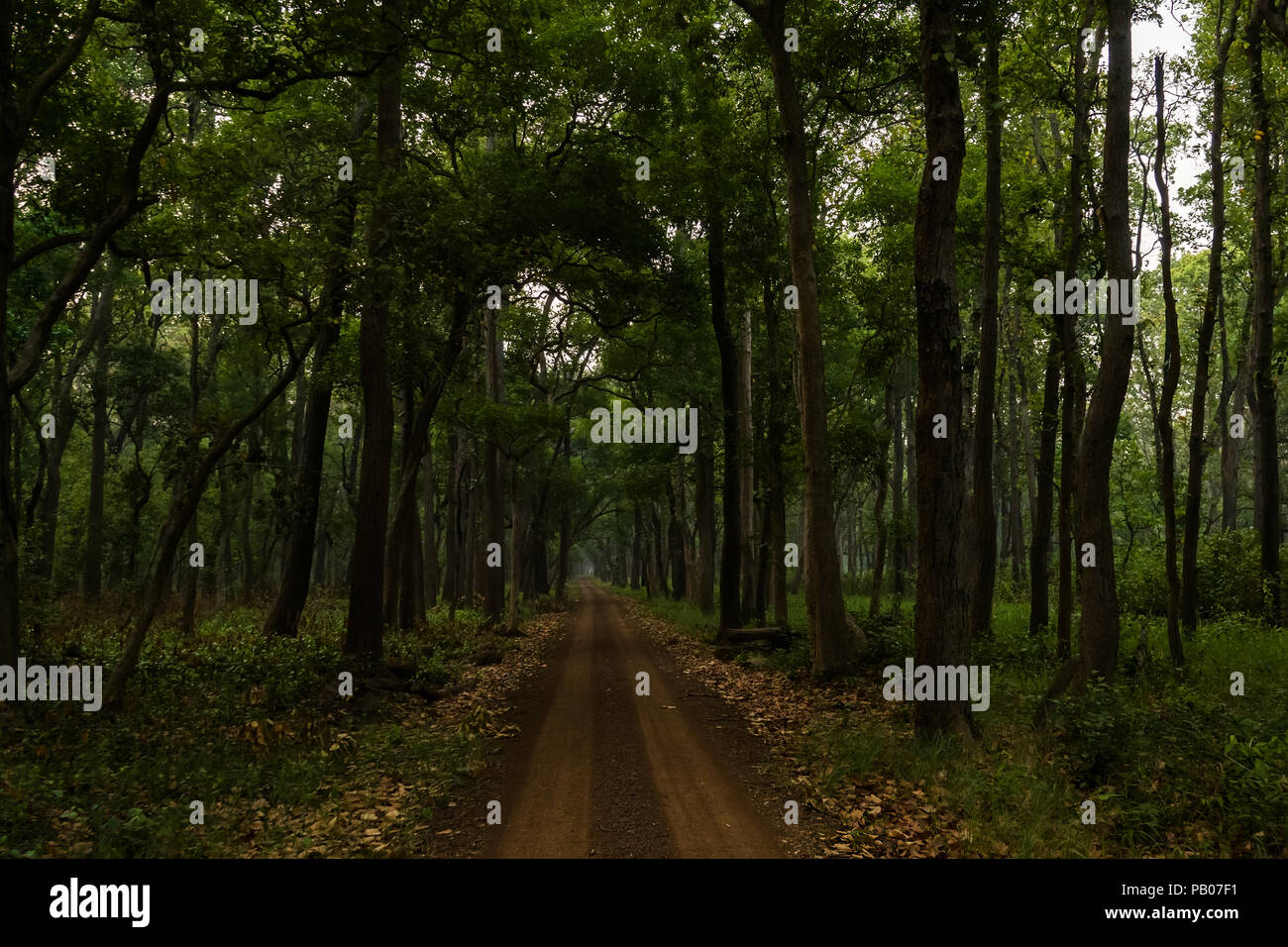 beautiful forest pathways in woods and grass lands in Indian national ...