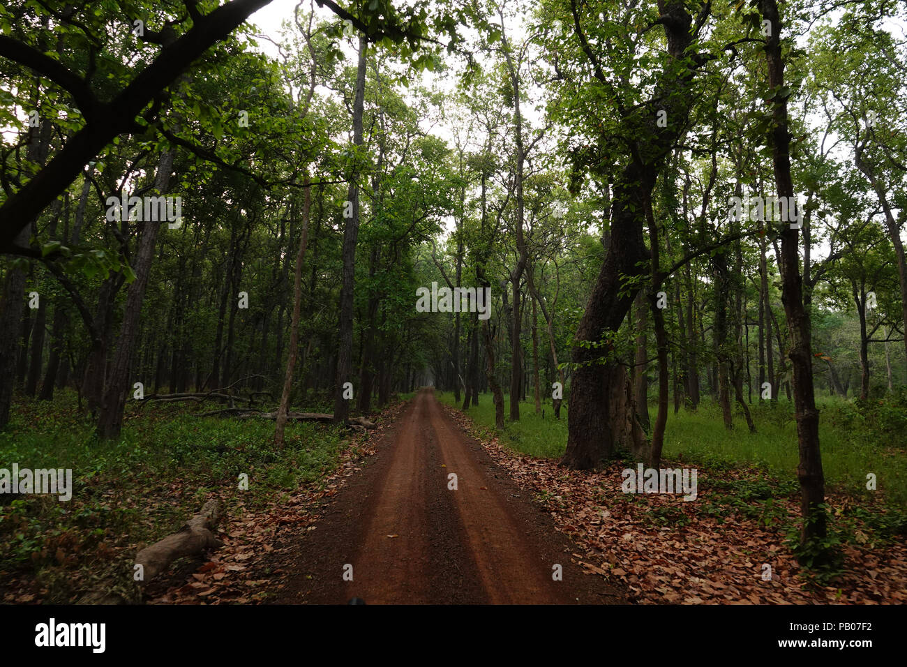 beautiful forest pathways in woods and grass lands in Indian national ...