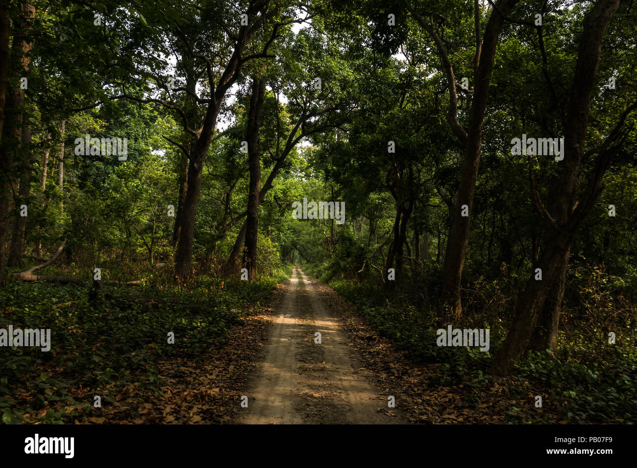 beautiful forest pathways in woods and grass lands in Indian national ...