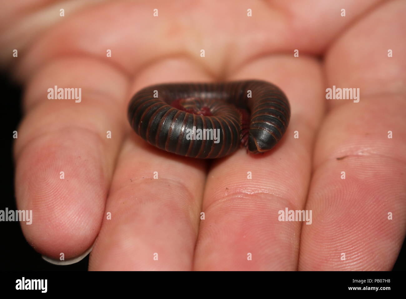 American Giant Millipede Narceus americanus in Ontario canada Stock ...