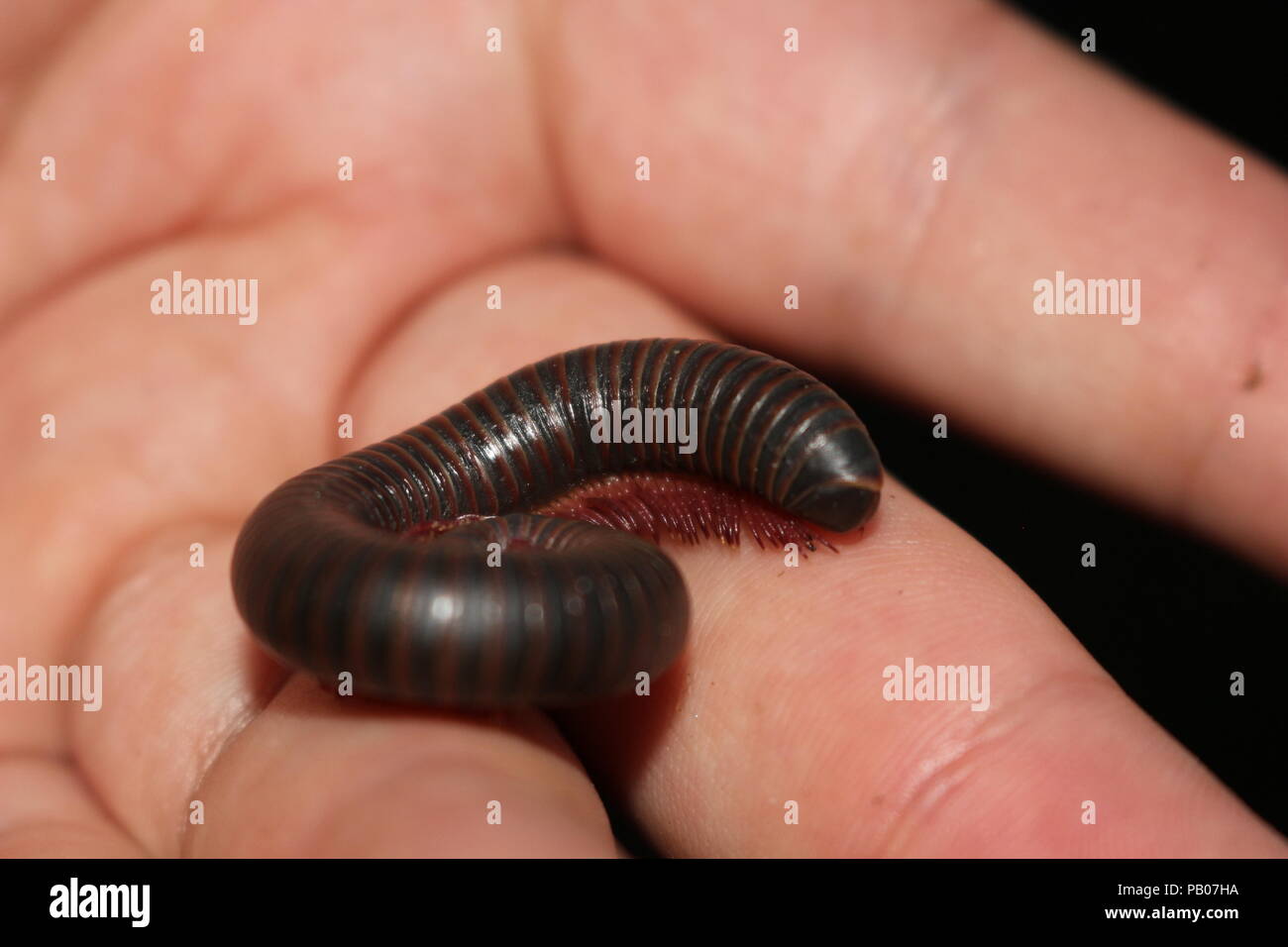 American Giant Millipede Narceus americanus in Ontario canada Stock ...