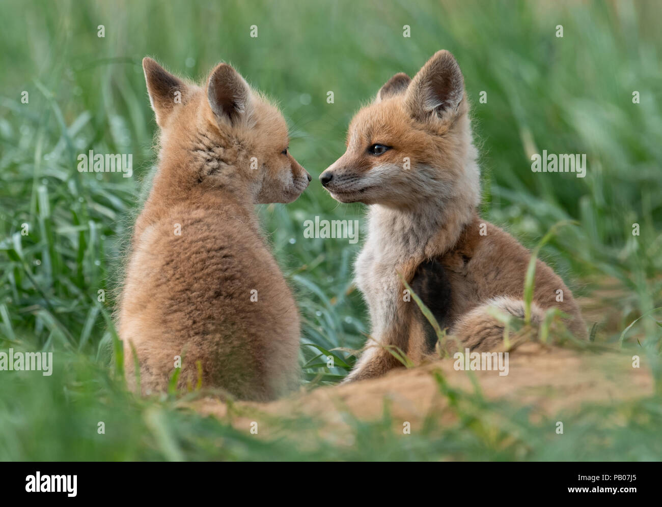 Red fox florida hi-res stock photography and images - Alamy