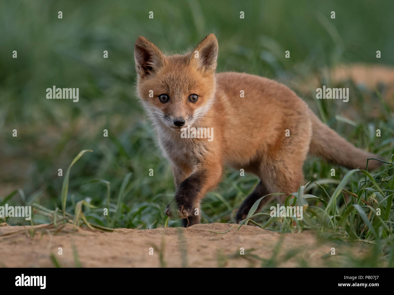 Red Fox Kit at a Den Stock Photo - Alamy