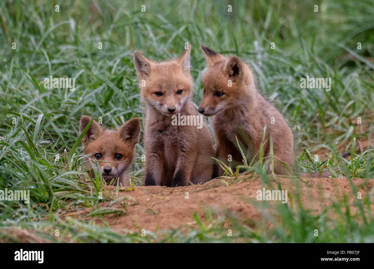 Fox pups hi-res stock photography and images - Alamy