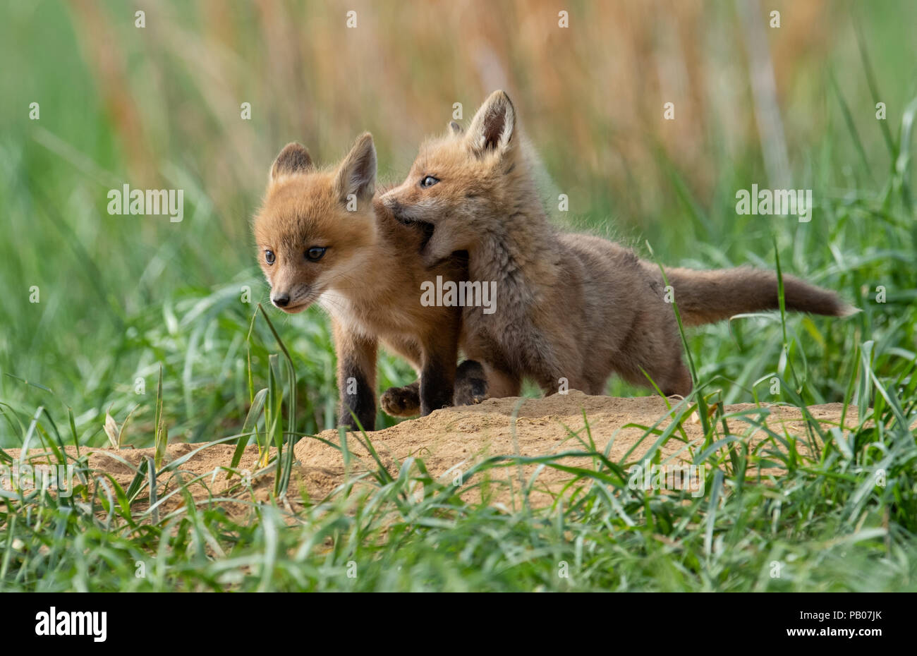 Coyote babies hi-res stock photography and images - Alamy