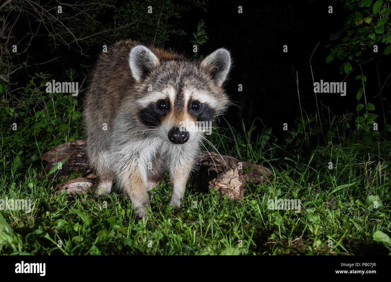 Raccoon At Night High Resolution Stock Photography and Images - Alamy