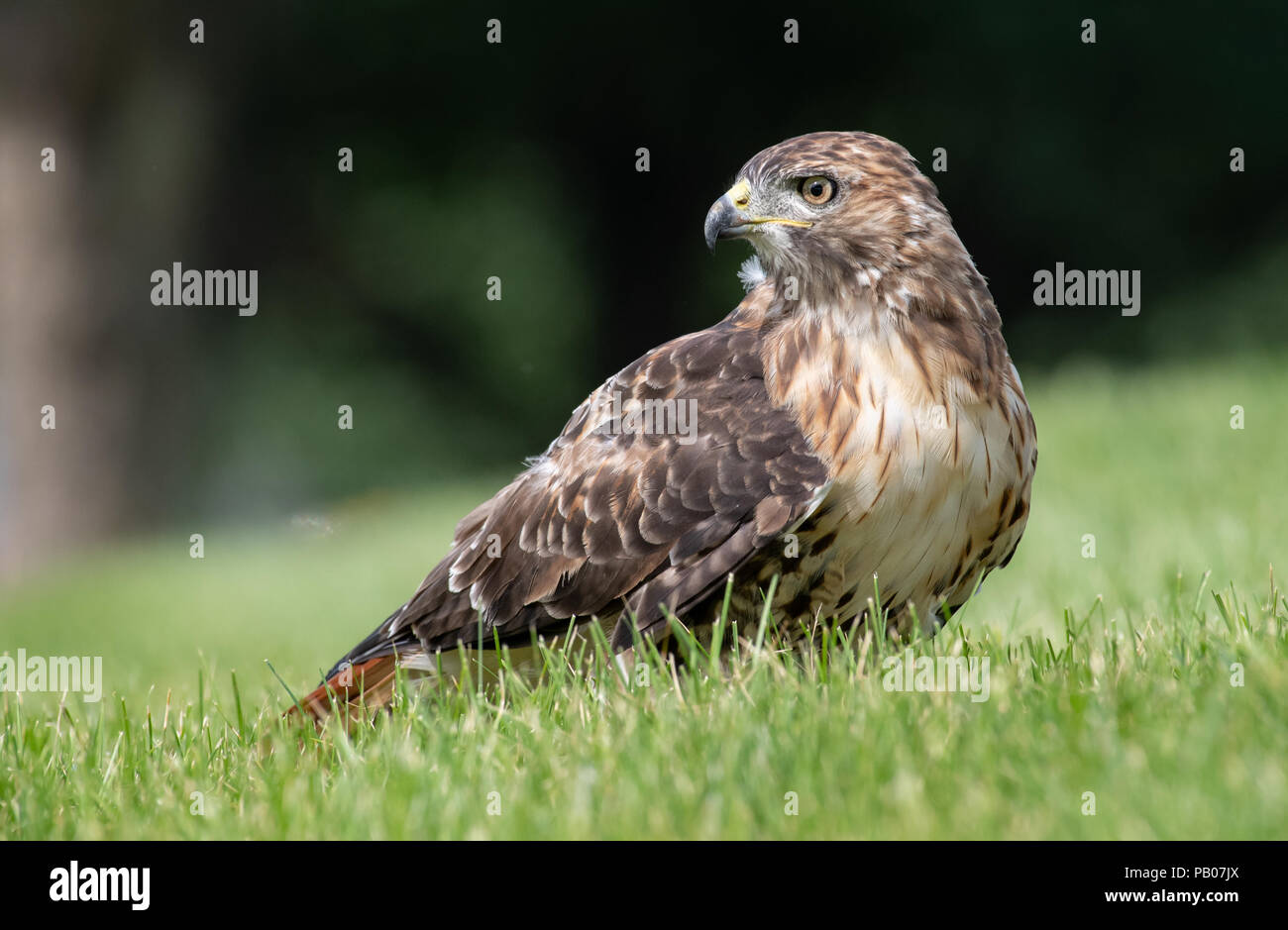 Red tail hawk Portrait Stock Photo - Alamy