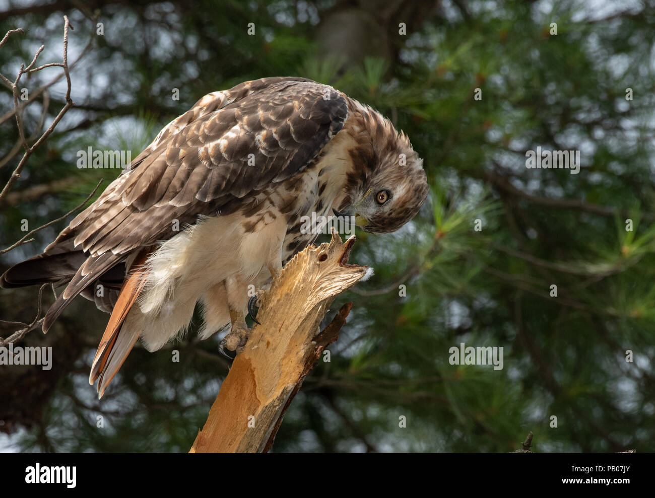 Red tail hawk hunt hi-res stock photography and images - Alamy