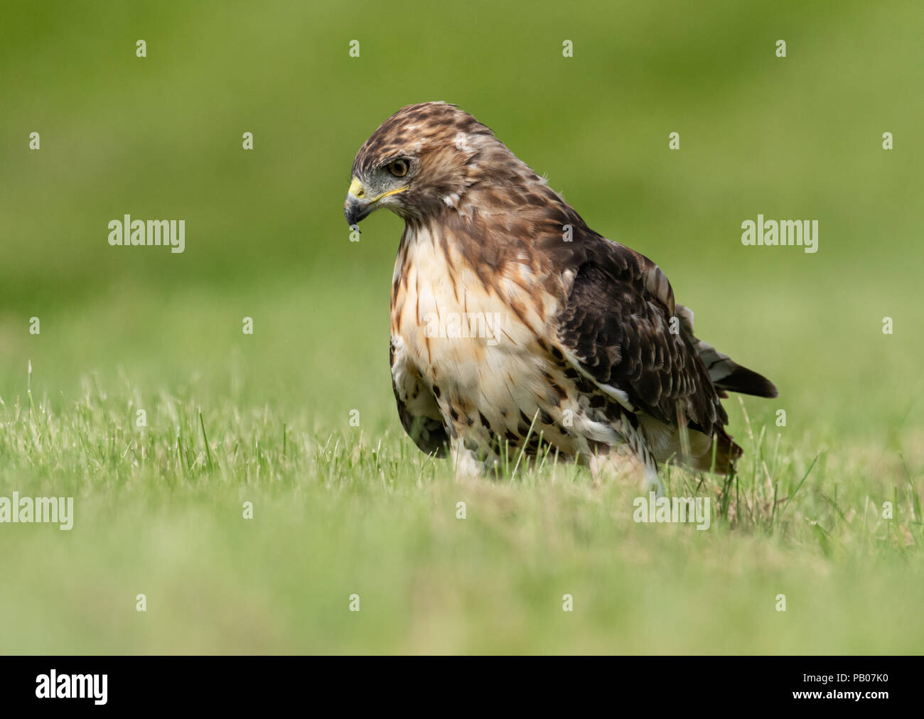 Red tail hawk talons hi-res stock photography and images - Alamy