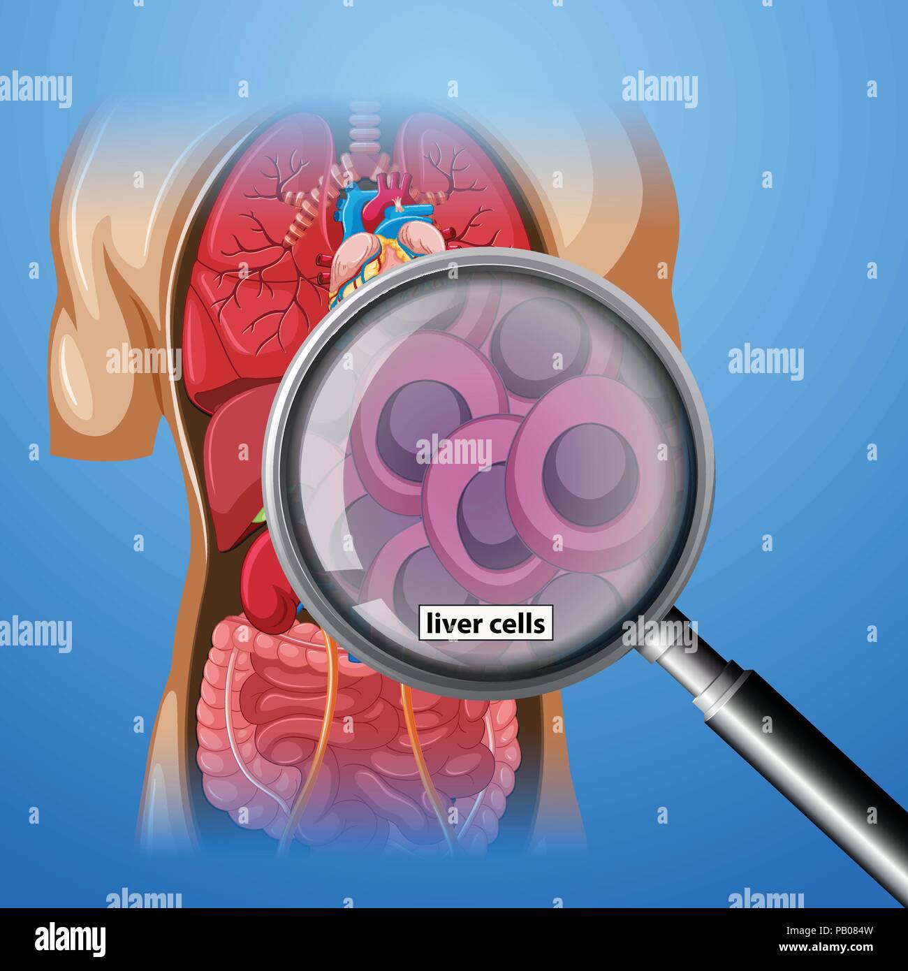 A close up human liver cells illustration Stock Vector Image & Art - Alamy