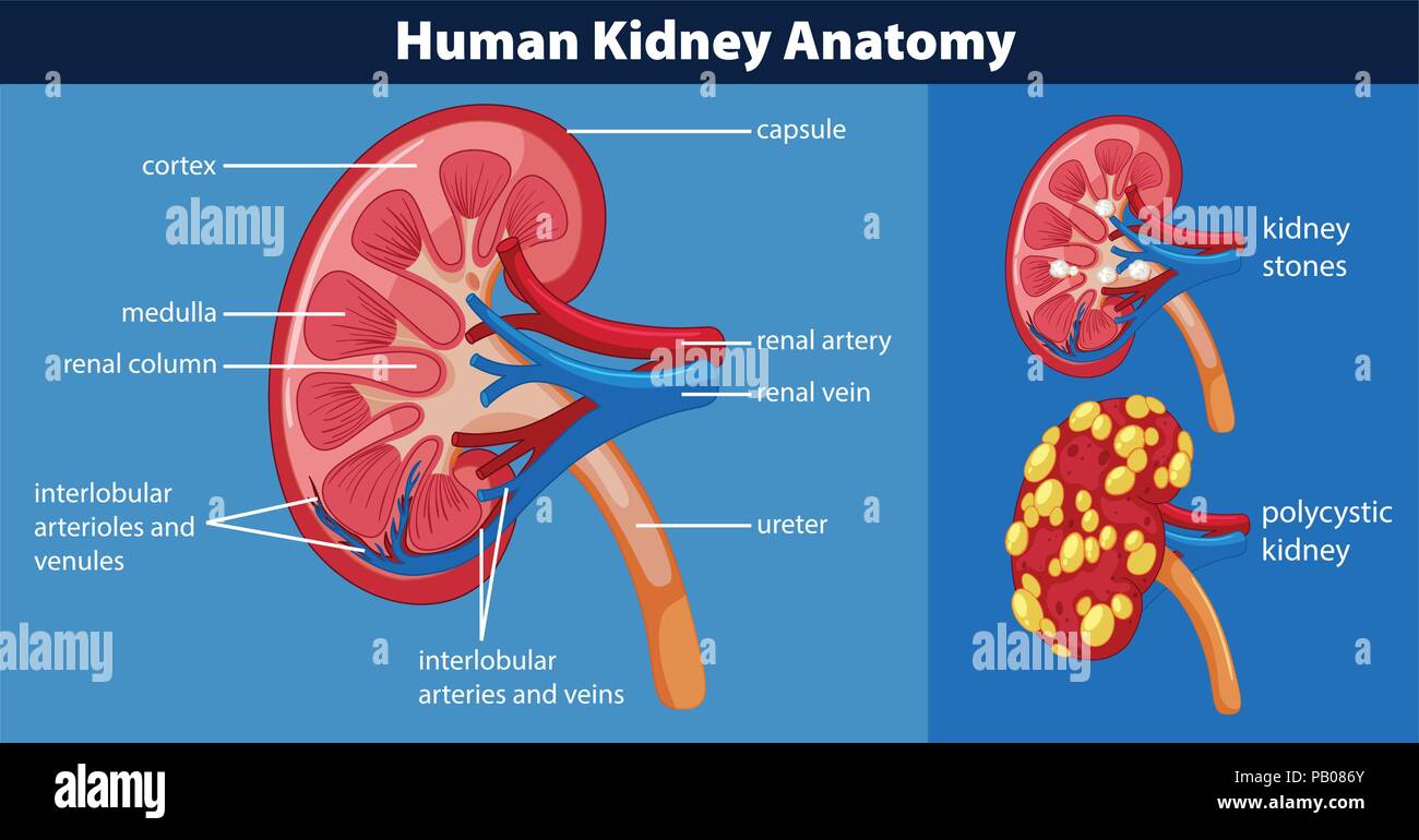 Interlobular Artery