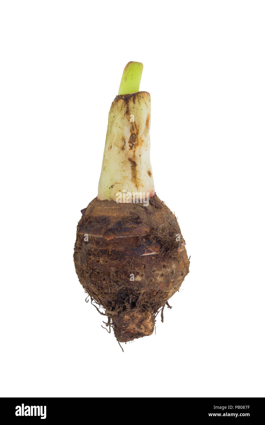 Taro isolated on white background Stock Photo - Alamy